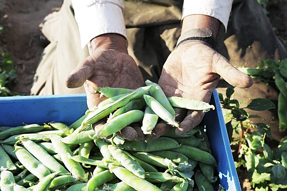 100km Foods |About 100km Foods