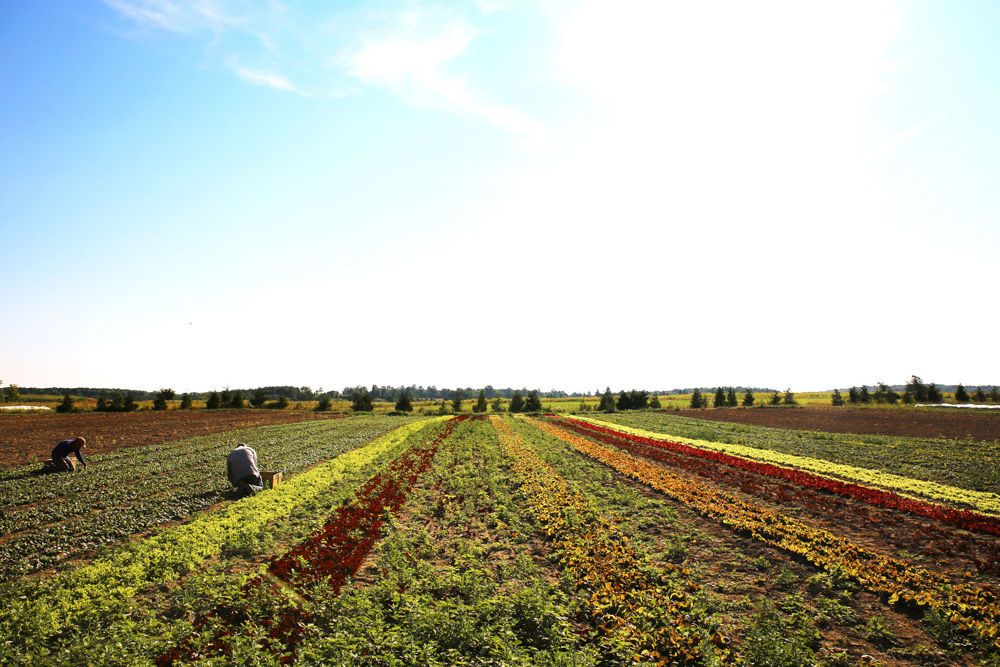 100km Foods |About 100km Foods