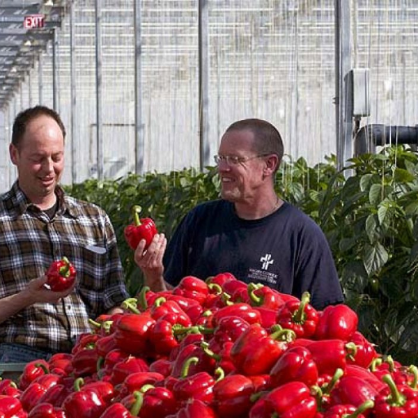 100km Foods |St. David's Hydroponics | 100km Foods Producer Profile