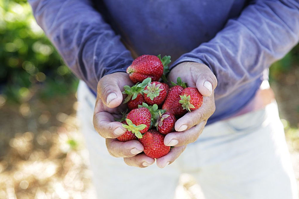 100km Foods |Highbush Blueberries from Barrie Hill Farms