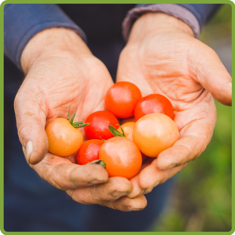 Farm-to-Table Local Food Distributor